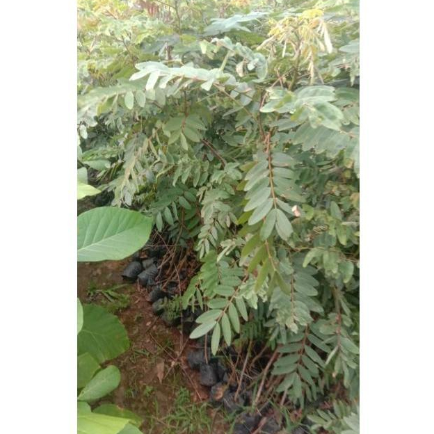 Jual Bibit Tanaman Perindang Johar - Siap Tanam - Harga Murah | Shopee ...