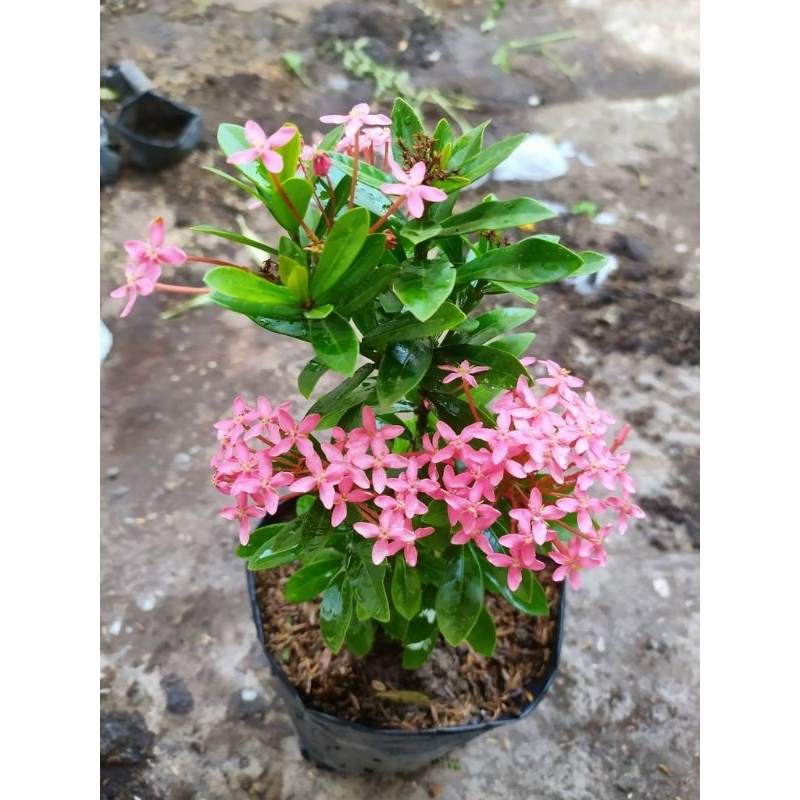 Jual tanaman asoka daun kecil bunga pink | Shopee Indonesia