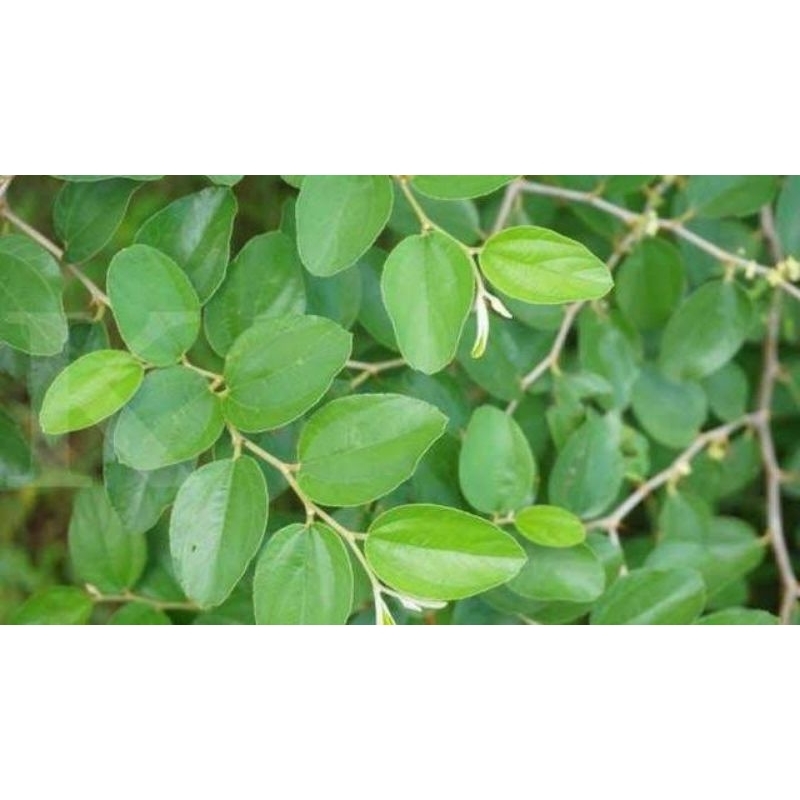 Jual daun bidara 100 lembar | Shopee Indonesia