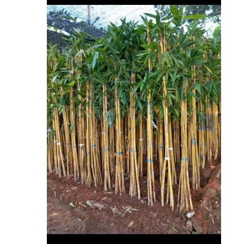 Jual Pohon Bambu Panda Kuning Tinggi 2 Meter | Shopee Indonesia