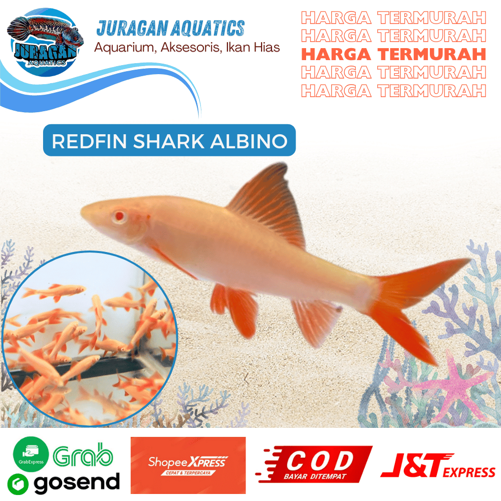 Jual Ikan Hias Redfin Albino Air Tawar Aquarium Aquascape Cantik - Ikan ...