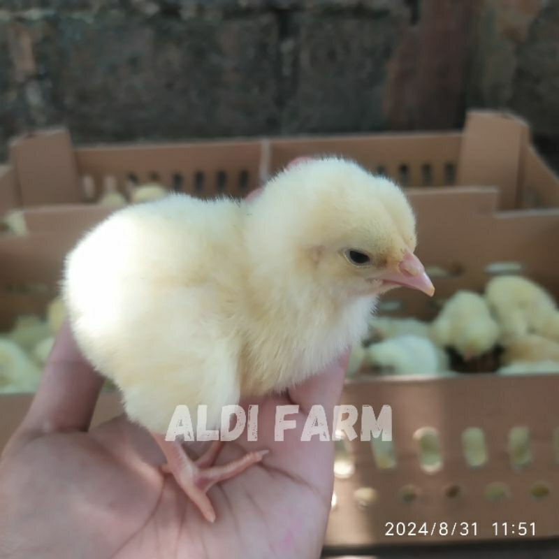 Jual BIBIT AYAM PEDAGING DOC BROILER ( Di Usia 23-30 Hari Berat Rata ...