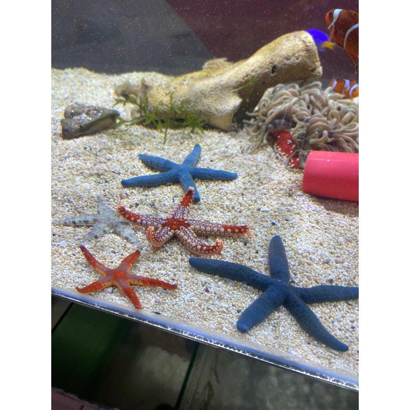 Jual bintang laut biru hidup | Shopee Indonesia