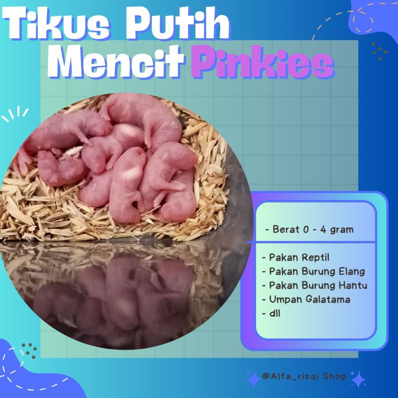 Jual Tikus Putih Mencit Pinkies/pinkbul | Shopee Indonesia