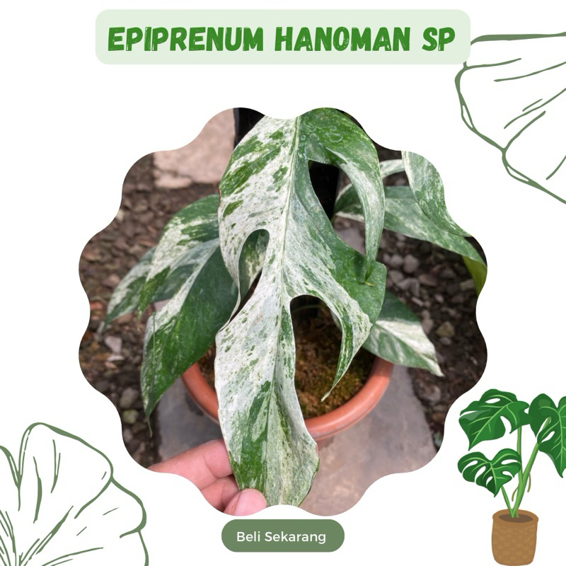 Jual Epip Hanoman Sp Bali | Shopee Indonesia
