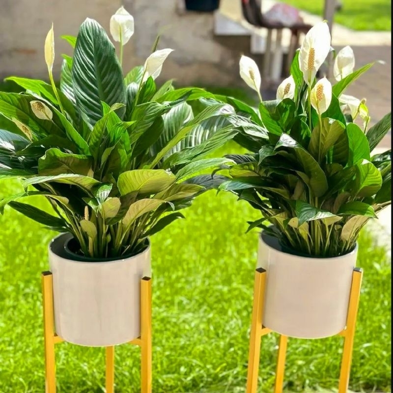 Jual Tanaman Hias Penyerap Racun Peace Lily Spatufillum /Tanaman Hias ...