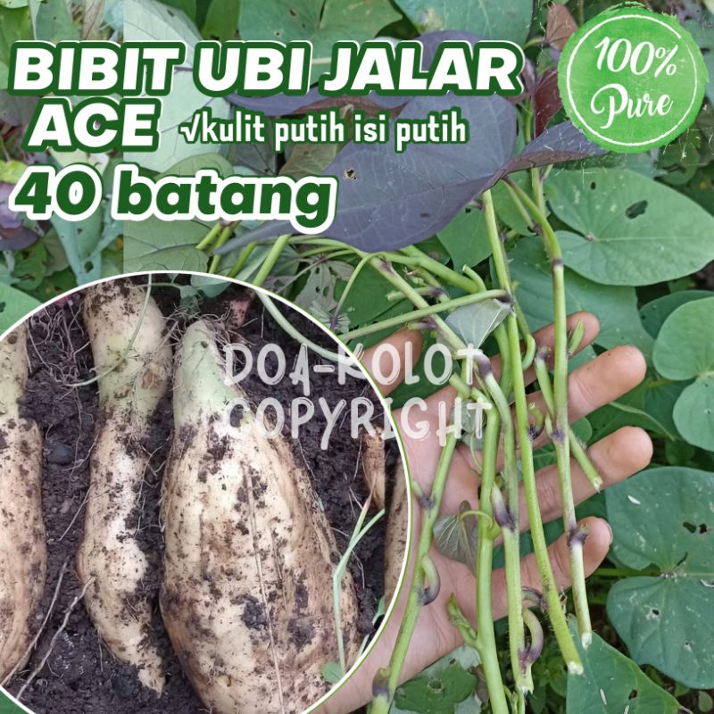 Jual Bibit Ubi Jalar Ace isi 40 Batang / Umbi Jalar Putih Daging ...