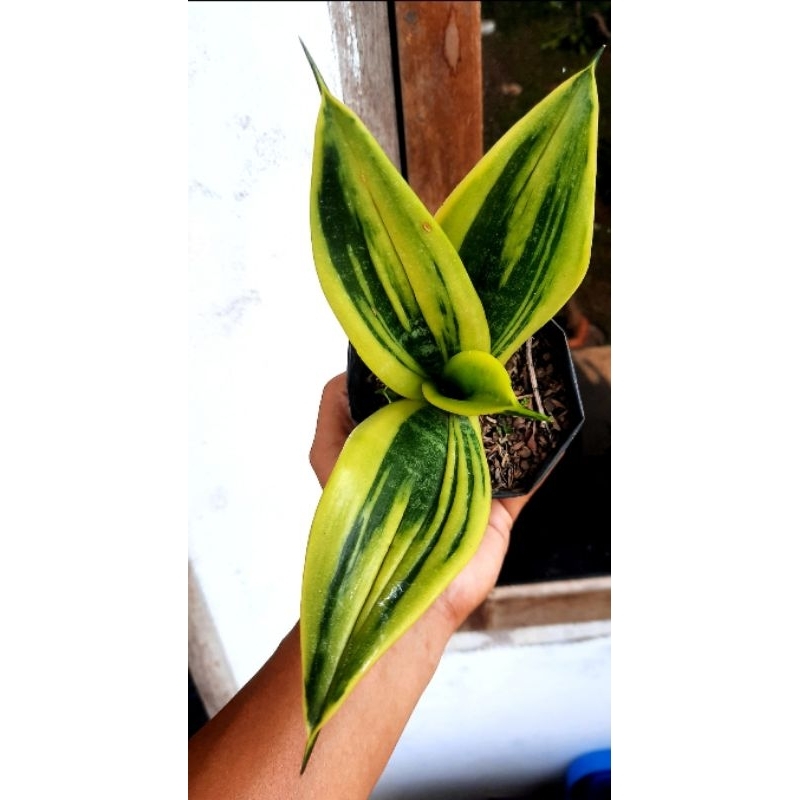 Jual Sansivieria, Sanseviera Golden Flame, Golden Flame, Tanaman Hias ...