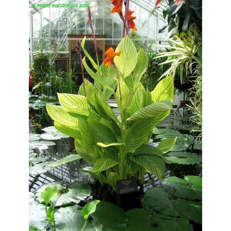 Jual TANAMAN HIAS KANA BATIK BUNGA ORANGE - TANAMAN HIAS HIDUP | Shopee ...