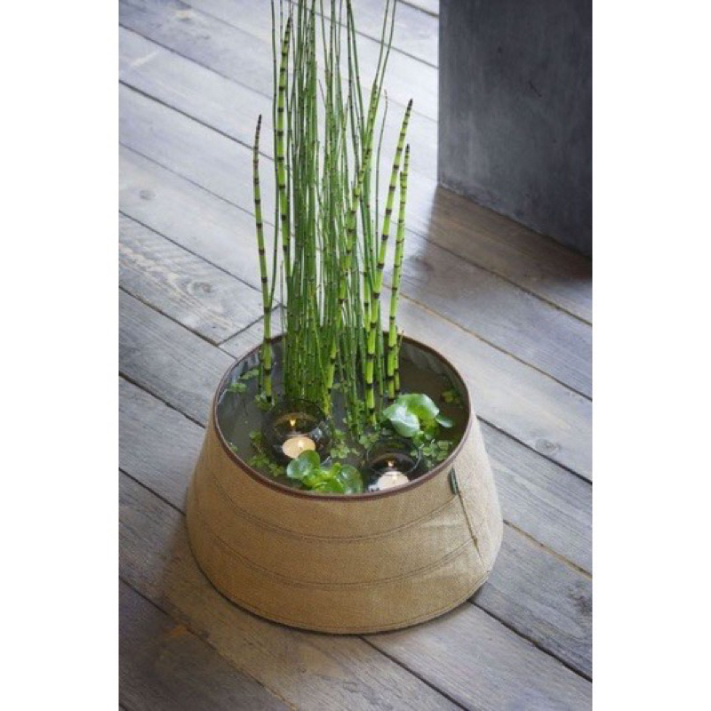 Jual TANAMAN HIAS BAMBU AIR - TANAMAN HIAS HIDUP INDOOR BAMBU AIR ...