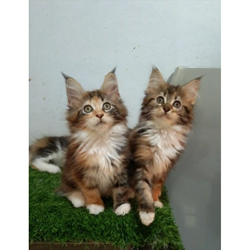 Jual kucing kitten MaineCoon Jantan dan betina Asli bkn mix. Garansi ...