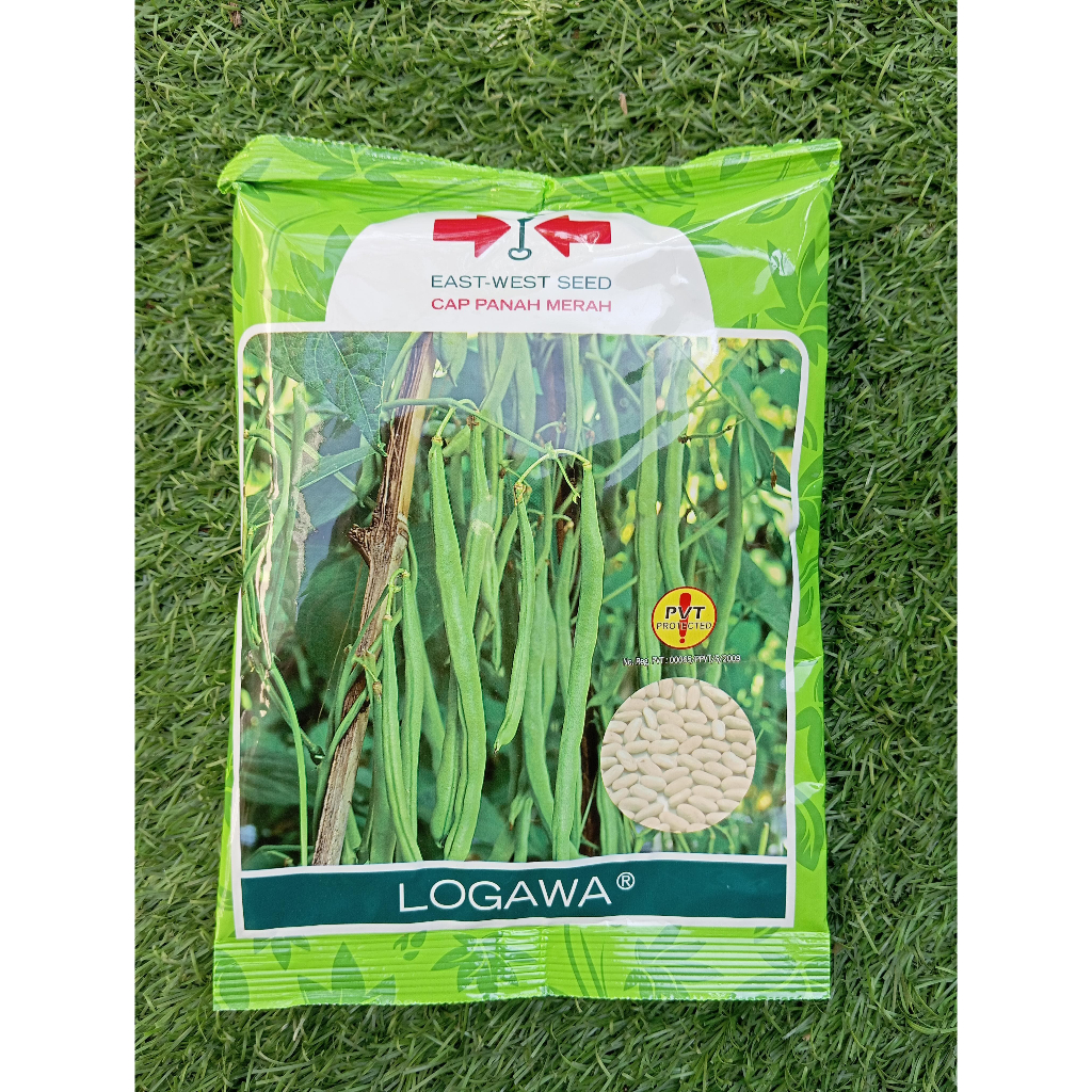 Jual Benih Buncis Logawa 500gram | Shopee Indonesia