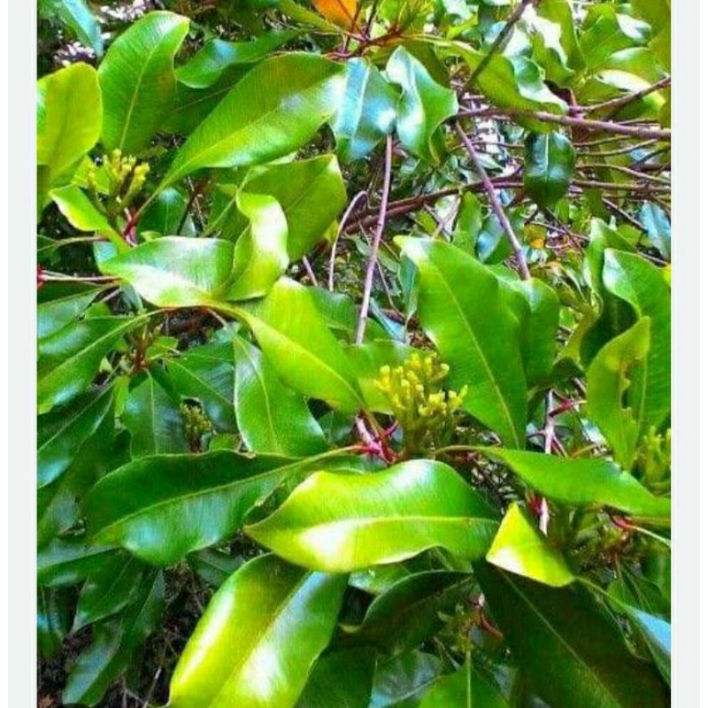 Jual DAUN CENGKEH SEGAR 100gram OBAT HERBAL, TRADISIONAL terbaik murah ...