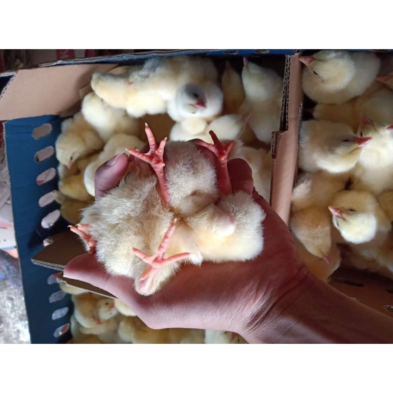 Jual Doc/Bibit Ayam Potong/Broiler Super | Shopee Indonesia