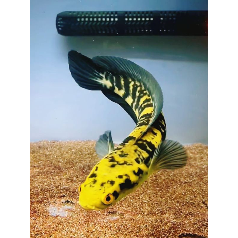 Jual ( COD ) Maru yellow sentarum / Ys Bunga ( Uk 20-30 cm ) | Shopee ...