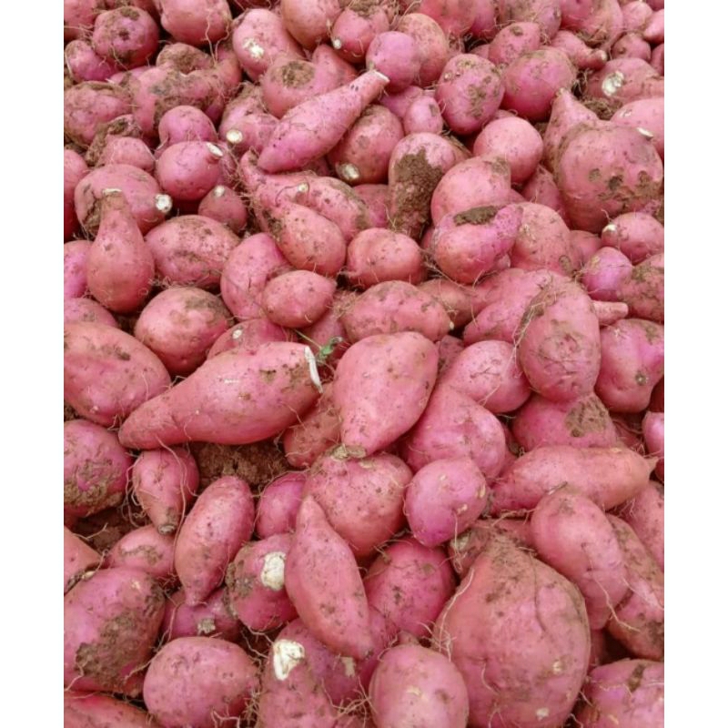 Jual ketela rambat 13000 sekilo | Shopee Indonesia