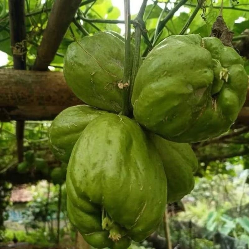 Jual KEBUN DZAKI - Paket 10 Bibit Labu Siam Anggur Berkualitas Siap ...