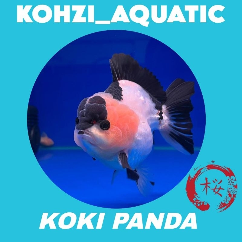 Jual ikan koki panda hiasan aquarium || Gojek Only | Shopee Indonesia