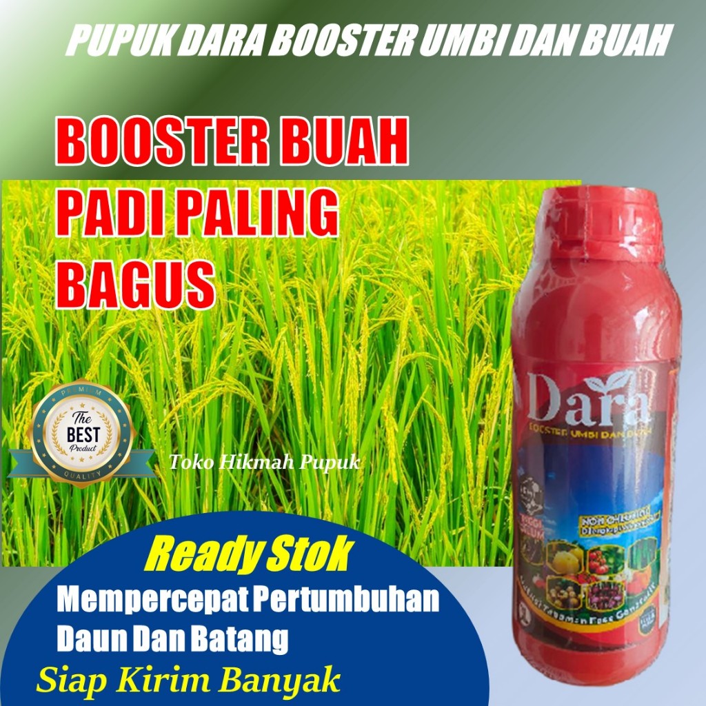 Jual (BAYAR DI RUMAH) isi 500 ML DARA OBAT PENAMBAH BOBOT PADI TERBAIK ...