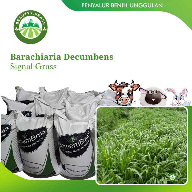 Jual ASLI GRASS SEED 50LBS - Biji benih rumput signal ukuran 25kg ...