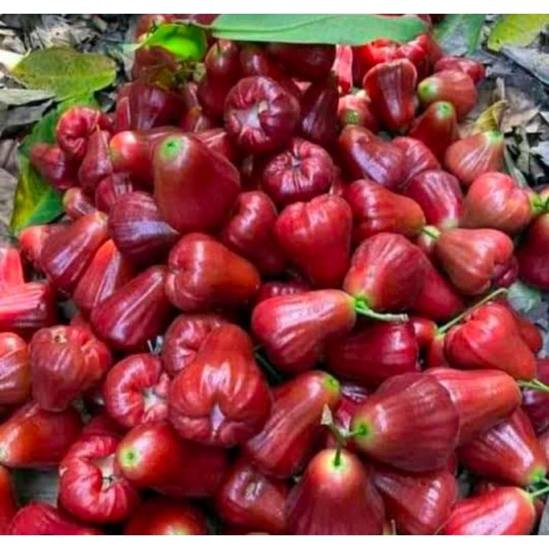 Jual Jambu Air Manis Merah Dan Hijau Rujak 1 Kg Murah Baru Petik Fresh ...