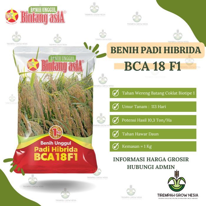 Jual BENIH PADI HIBRIDA BINTANG ASIA BCA 18 F1 PADI HIBRIDA BENIH ...