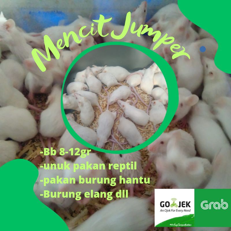 Jual mencit Jumper 100 ekor | Shopee Indonesia