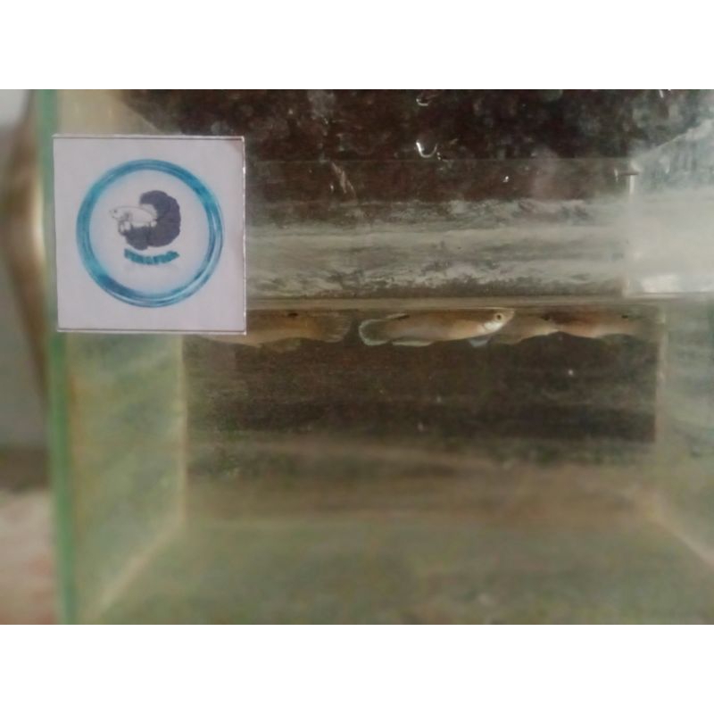 Jual Ikan hias Kepala timah | Shopee Indonesia