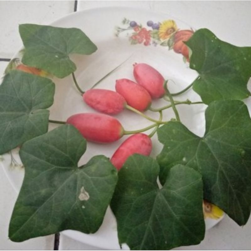 Jual Timun Tikus / timun hutan / coccinia grandis 500 gram | Shopee ...