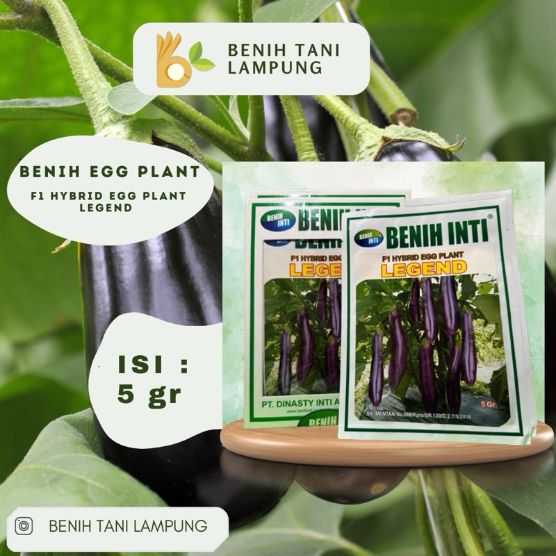 Jual Benih Terong Ungu Panjang Legend kemasan 5gr Benih Inti | Shopee ...