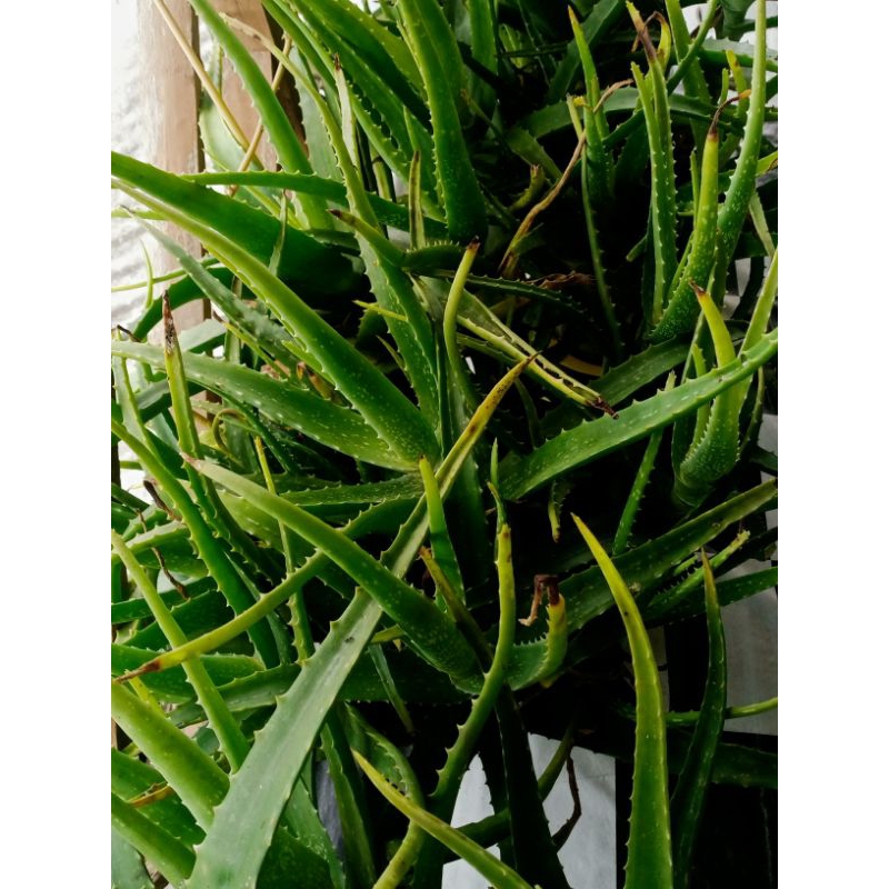 Jual lidah buaya mini / sedang | Shopee Indonesia