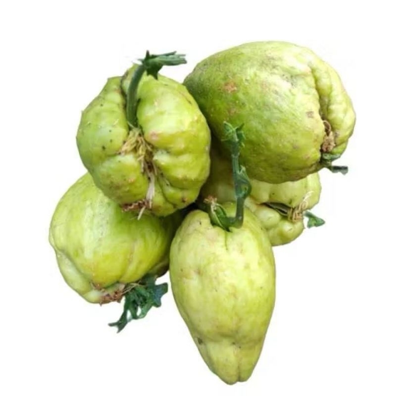 Jual KEBUN DZAKI - Paket 20 Bibit Labu Siam Berkualitas Siap Tanam ...