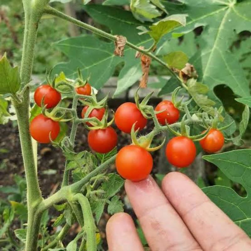 Jual TOMAT CHERRY SIAP TANAM DAN SIAP BERBUAH | Shopee Indonesia