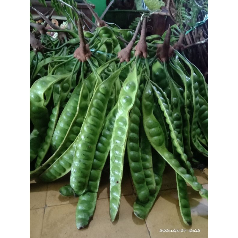 Jual Pete tua 1 empong (100 lonjor) | Shopee Indonesia