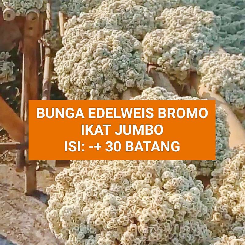 Jual BUNGA EDELWEIS BROMO IKAT JUMBO IKAT BESAR | Shopee Indonesia
