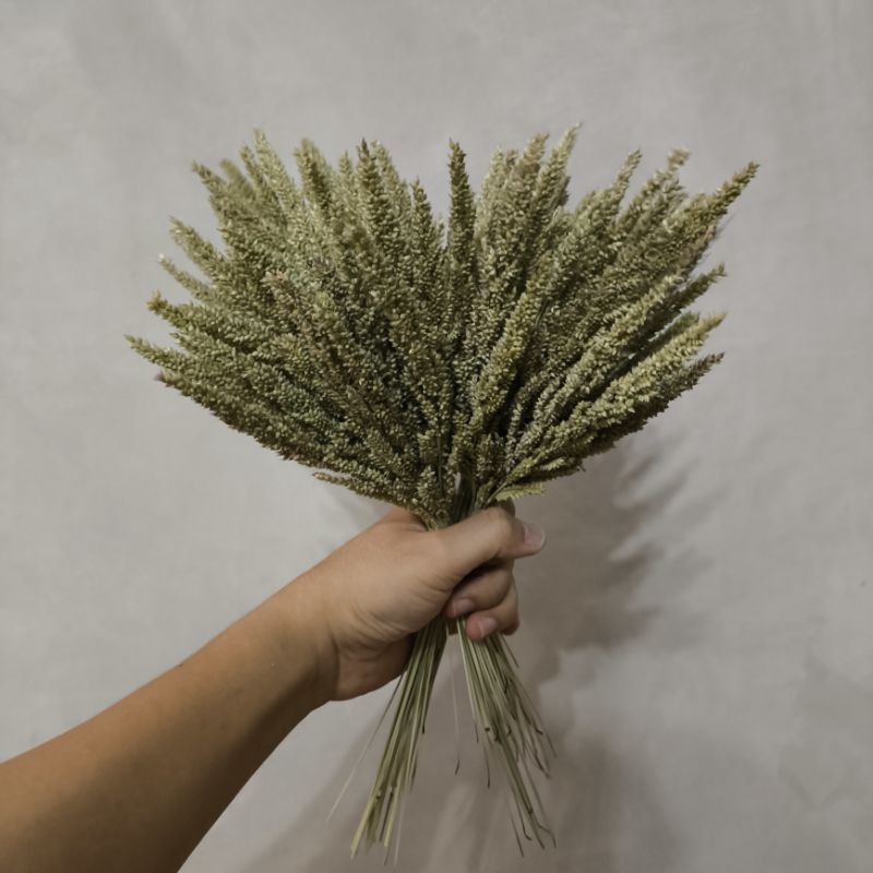Jual Bunga Jawan / Dried Flower / Dekorasi Bunga Kering Aesthetic ...