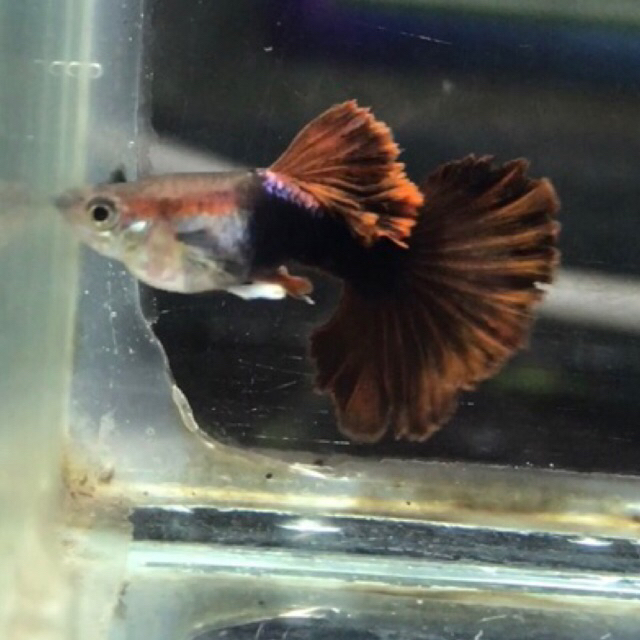 Jual Guppy HB Red Rose tail grade A sepasang | Shopee Indonesia