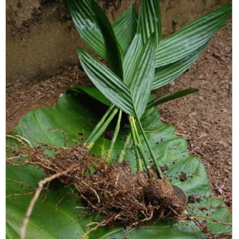 Jual bibit pinang segar isi 10 biji | Shopee Indonesia