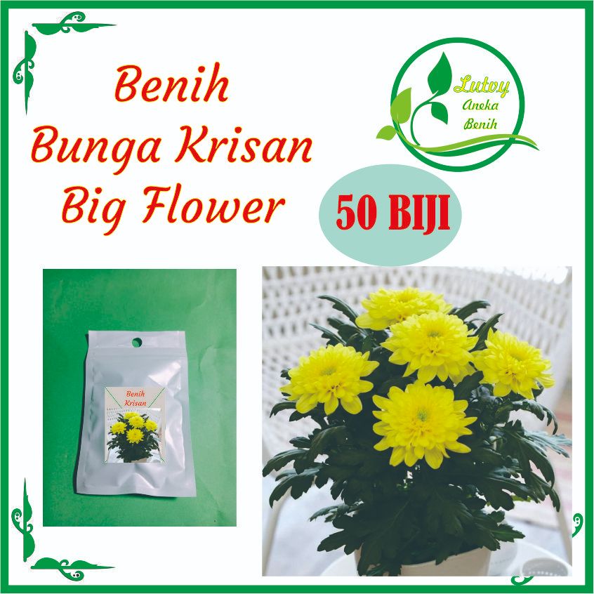 Jual BENIH KRISAN BIG FLOWER ISI 50 BIJI | Shopee Indonesia