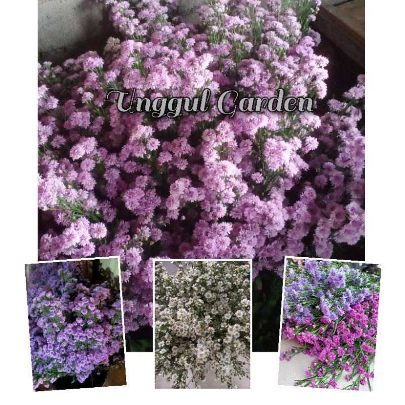Jual Bunga Potong Pikok Fresh Pilih Warna | Shopee Indonesia