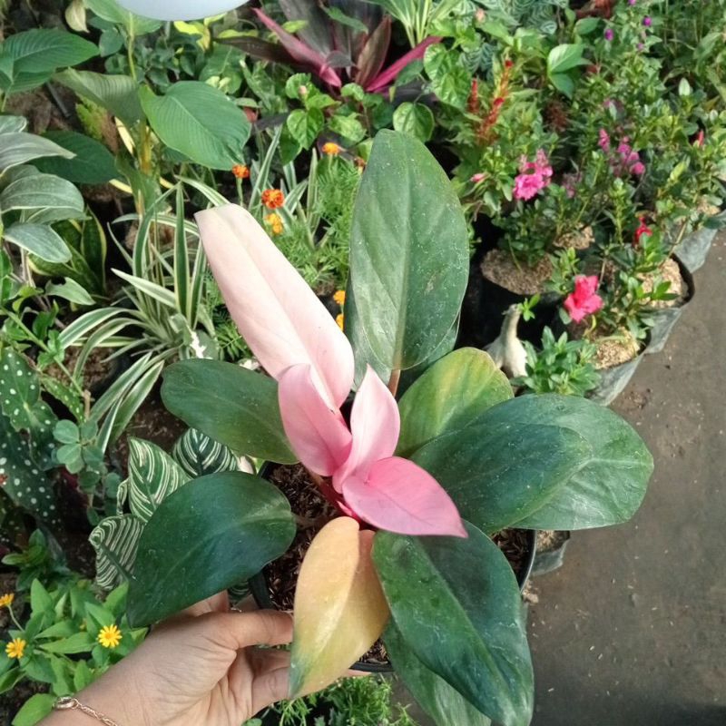 Jual Tanaman hias philodendron pink Congo/Philo Red Congo | Shopee ...