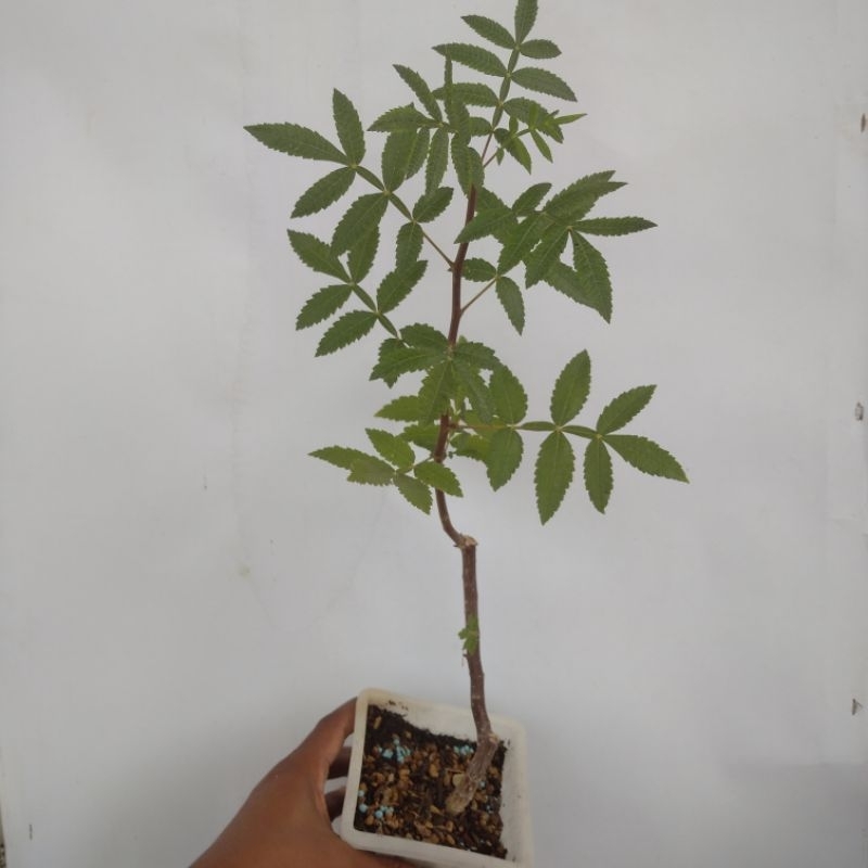 Jual bursera bicolor (medium 20-30cm) | Shopee Indonesia