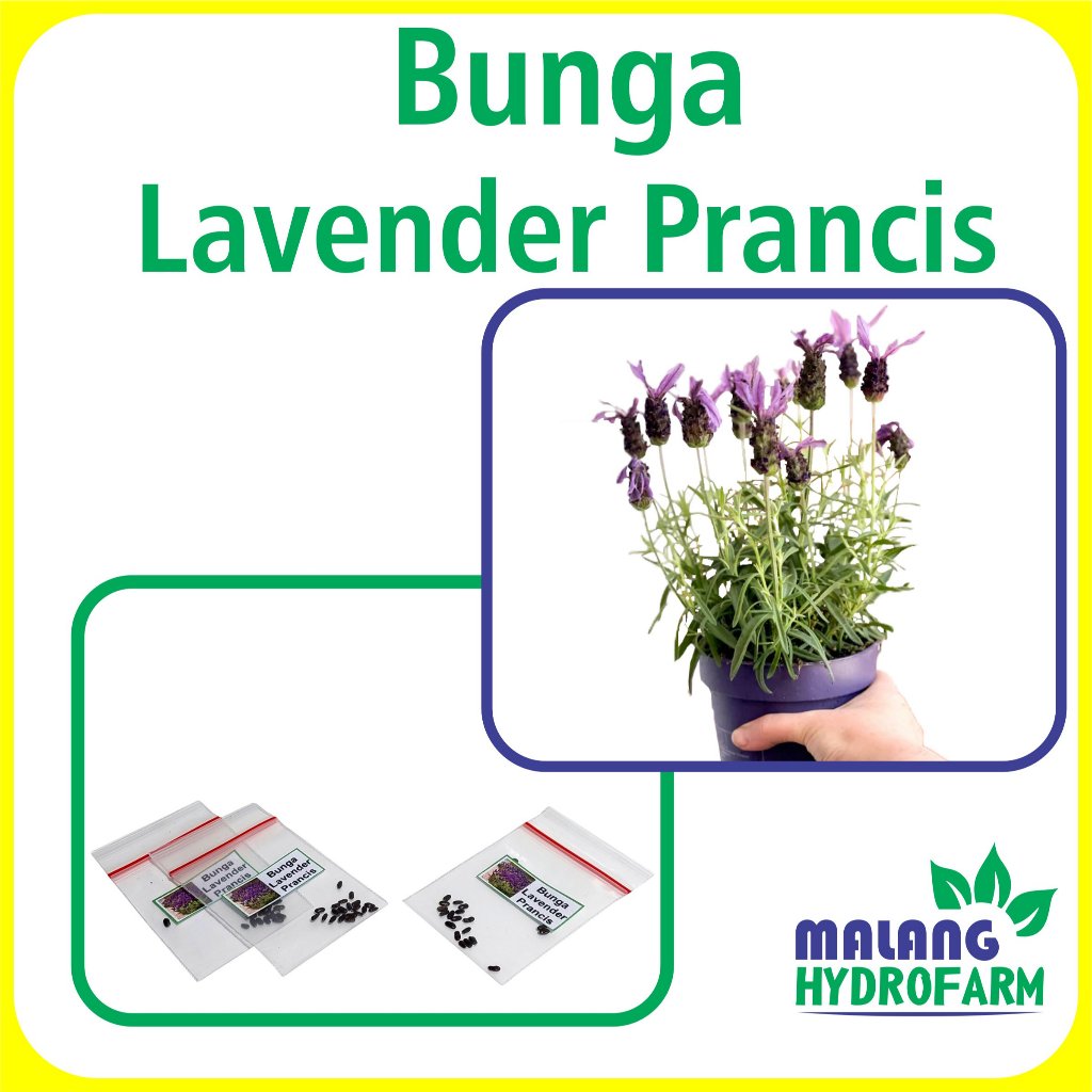 Jual Benih Bunga Lavender Prancis Unggulan Berkualitas biji bibit ...
