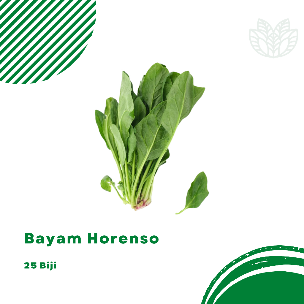 Jual Benih Biji Bayam Horenso Bayam Jepang | Shopee Indonesia
