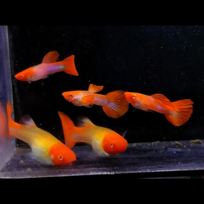 Jual hiasan aquarium ikan hias Guppy albino koi sepasang | Shopee Indonesia