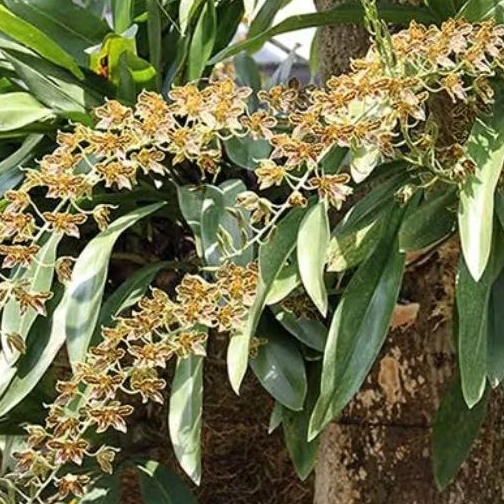 Jual seedling grammatophyllum scriptum anggrek macan spesies papua ...