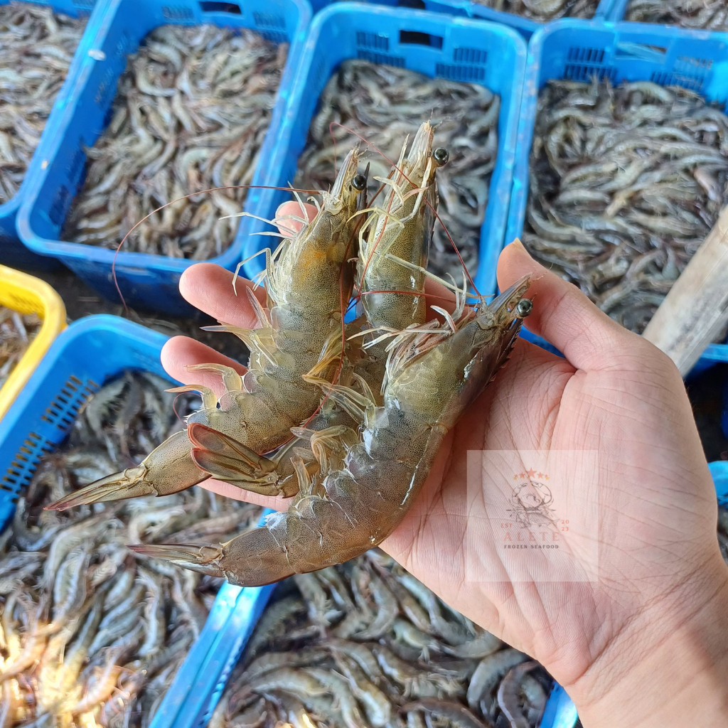 Jual Udang Segar Besar 1kg Fresh Frozen / Udang Vaname Segar 1kg ...