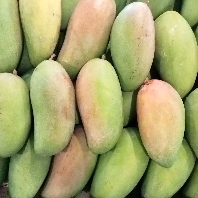 Jual Mangga Kiojay / Mangga Kiyojay / Mangga Thailand Lokal / Berat 1,5 ...
