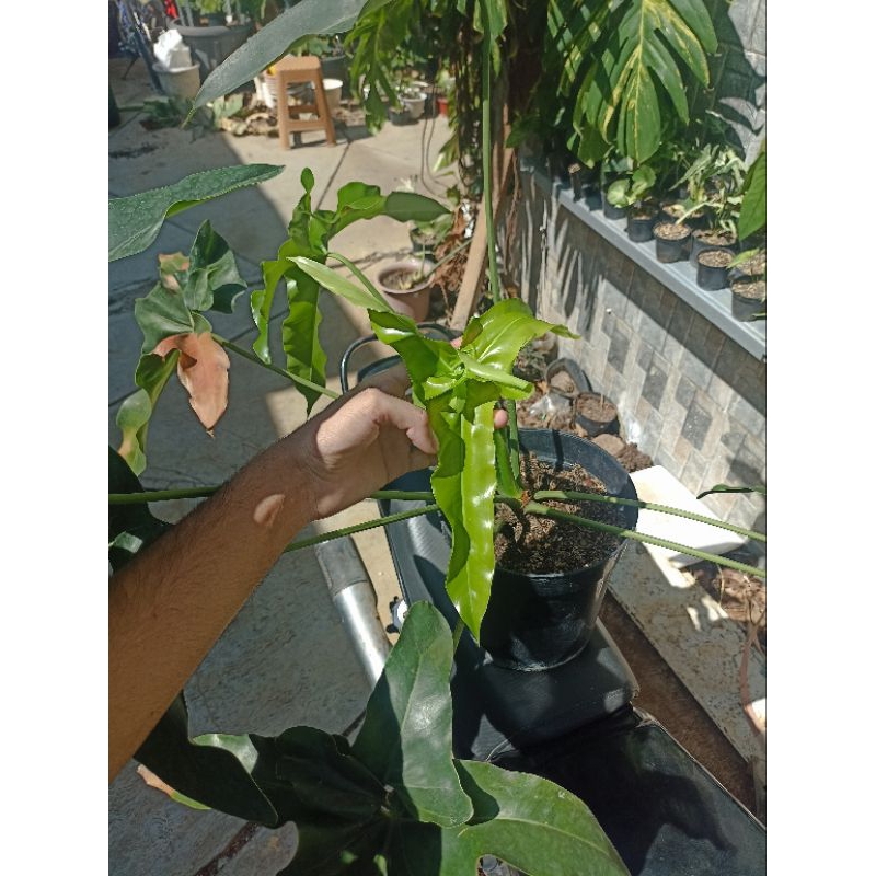 Jual Philodendron Thaumatophyllum Angela Variegated Murtadho (Mercy ...