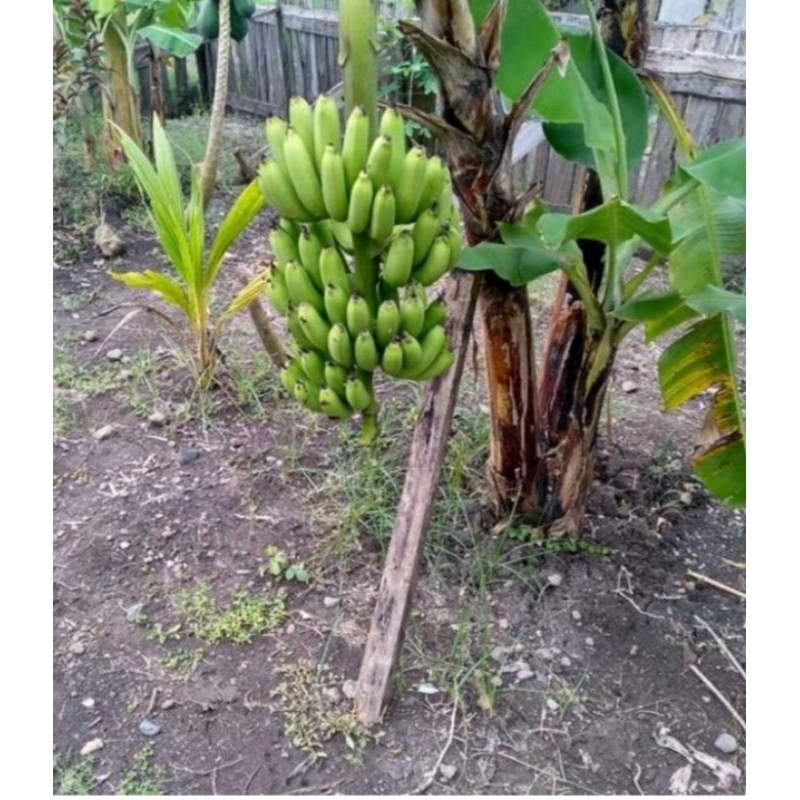 Jual Bibit pisang morosebo, dengan pohon mini pendek /pisang Ambon mini ...